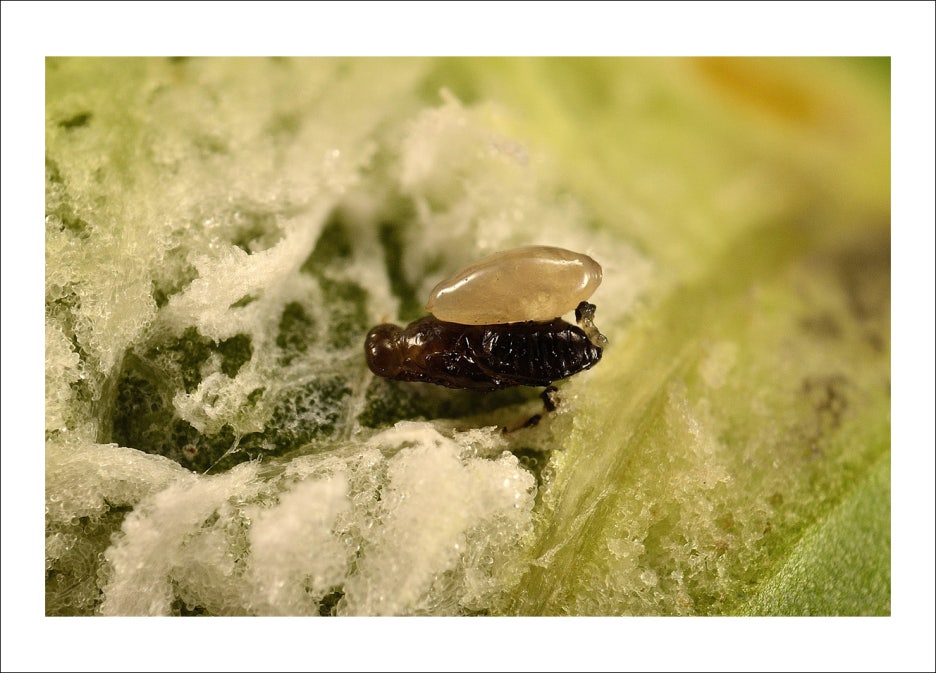 사철나무혹파리(Masakimyia pustulae) 기생봉 : 네이버 블로그