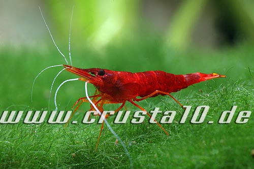 술라웨시 새우 서식지와 정보 + 자료추가 : 네이버 블로그