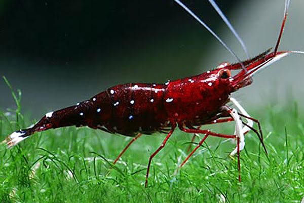 술라웨시 새우 서식지와 정보 + 자료추가 : 네이버 블로그