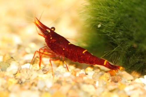 술라웨시 새우 서식지와 정보 + 자료추가 : 네이버 블로그