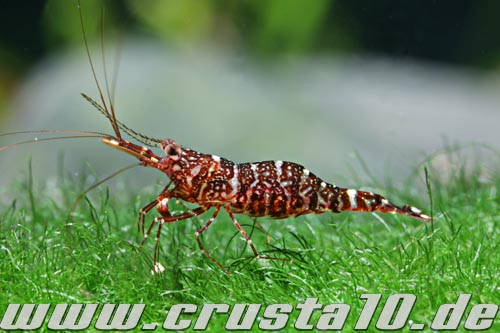 술라웨시 새우 서식지와 정보 + 자료추가 : 네이버 블로그