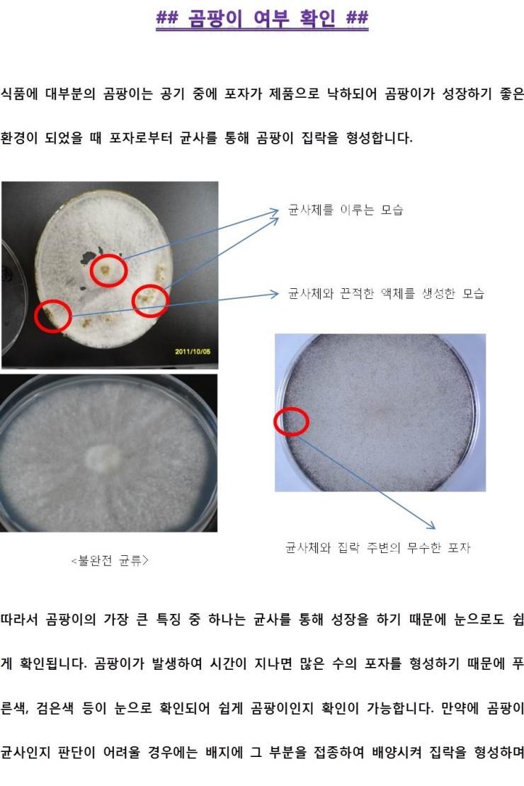 곰팡이 종류 동정 분석 곰팡이 관련 정보 1 식품 중 유해 곰팡이 분석방법 네이버 블로그