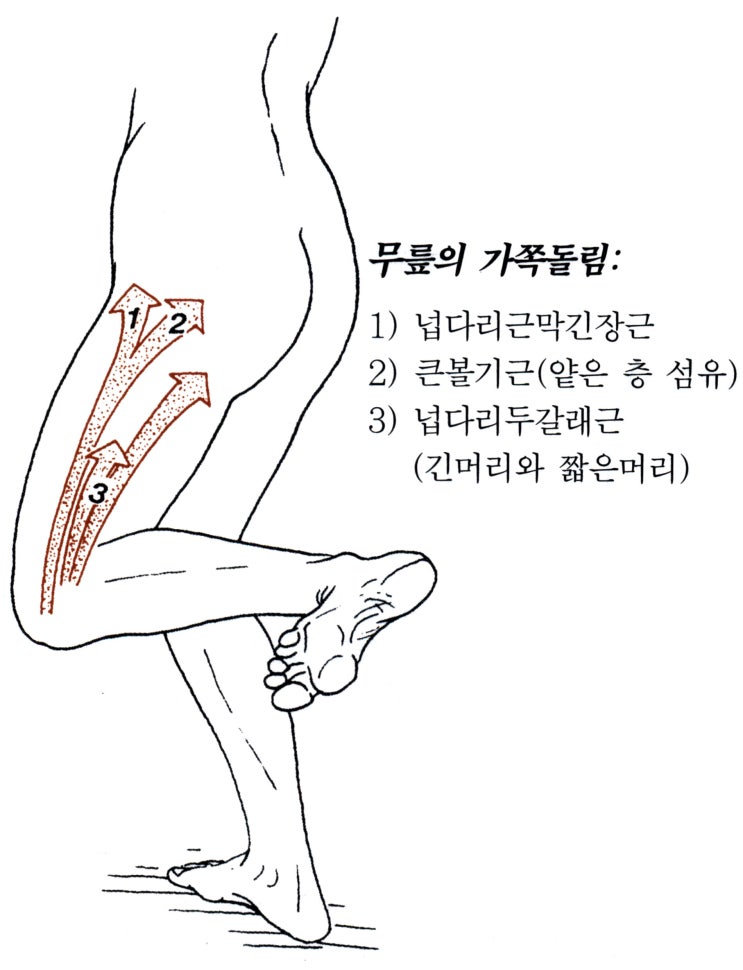 넙다리대퇴의 근육 13 Gracilis 두덩정강근 박근薄筋 네이버 블로그