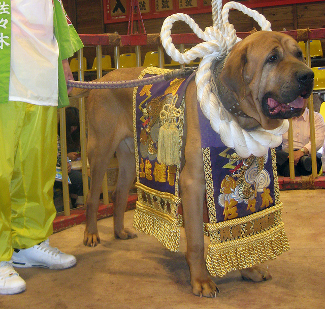 도사견(Tosa inu) : 네이버 블로그