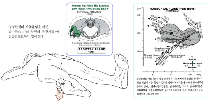 넙다리대퇴의 근육 10 Adductor Brevis 짧은모음근 단내전근短內轉筋 네이버 블로그