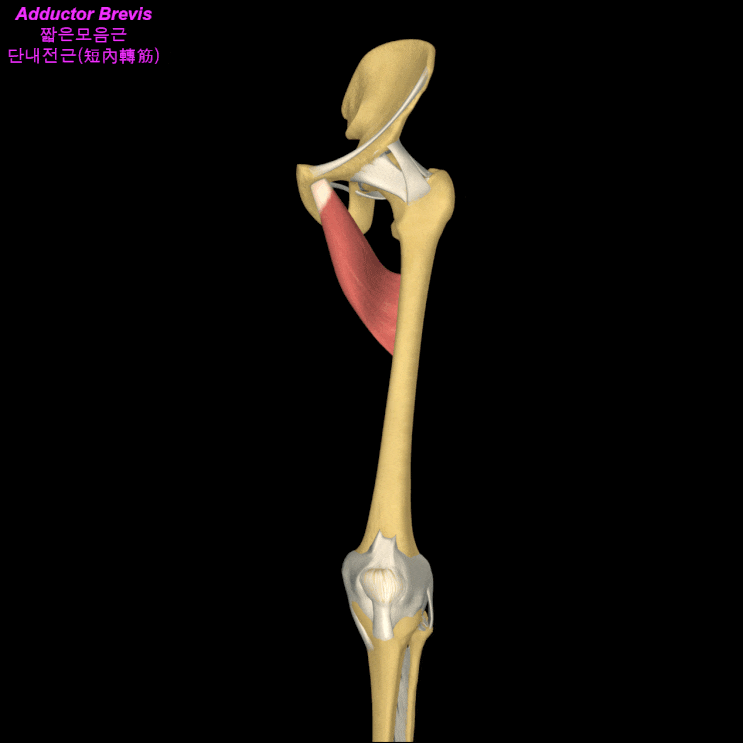 넙다리(대퇴)의 근육 10 - Adductor Brevis 짧은모음근 단내전근(短內轉筋) : 네이버 블로그