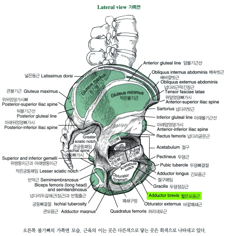 넙다리대퇴의 근육 10 Adductor Brevis 짧은모음근 단내전근短內轉筋 네이버 블로그
