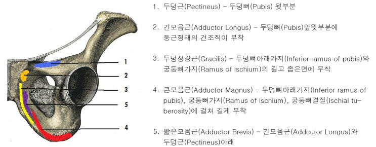 넙다리대퇴의 근육 10 Adductor Brevis 짧은모음근 단내전근短內轉筋 네이버 블로그