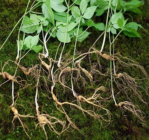 경상북도 봉화군 산양산삼재배 엄영희 산양산삼연구소의 장뇌삼 장뇌산삼 산양 산삼 산야초 엑기스 진액 원액 추천 산야초효능