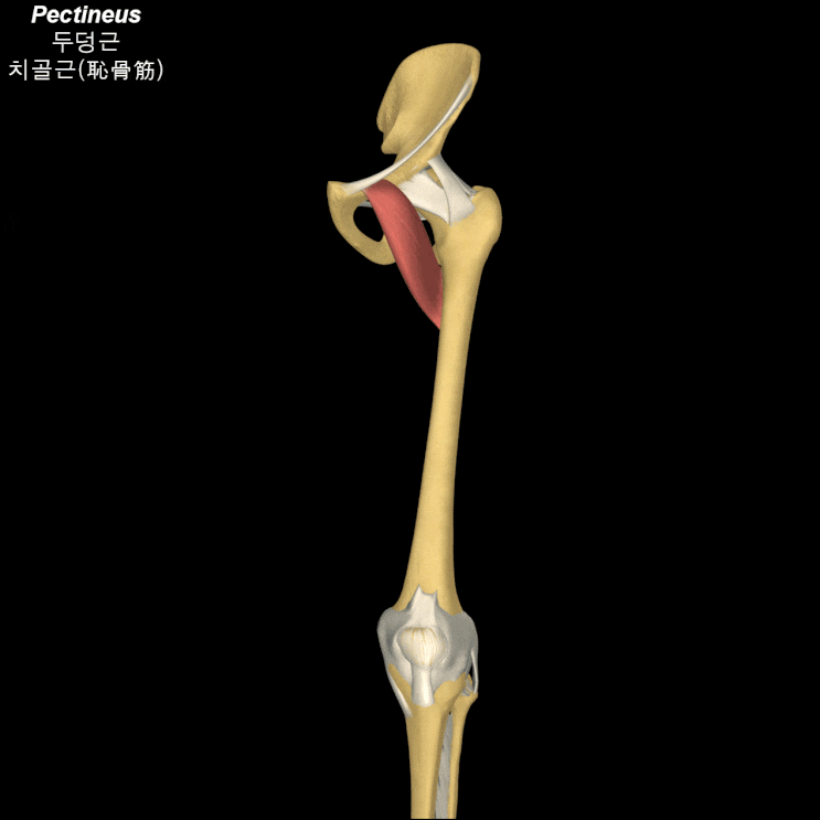 넙다리(대퇴)의 근육 11 - Pectineus 두덩근 치골근(恥骨筋) : 네이버 블로그