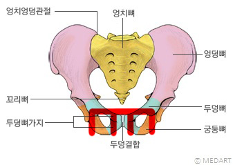 넙다리(대퇴)의 근육 11 - Pectineus 두덩근 치골근(恥骨筋) : 네이버 블로그