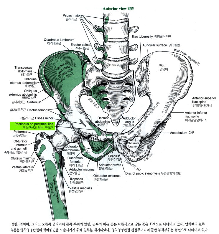 넙다리(대퇴)의 근육 11 - Pectineus 두덩근 치골근(恥骨筋) : 네이버 블로그