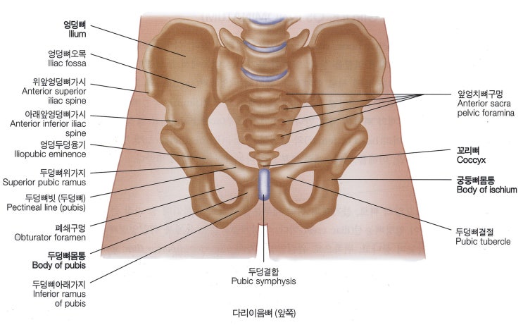 넙다리대퇴의 근육 11 Pectineus 두덩근 치골근恥骨筋 네이버 블로그
