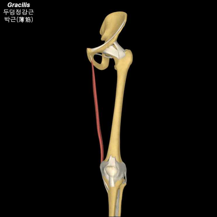 넙다리(대퇴)의 근육 13 - Gracilis 두덩정강근 박근(薄筋) : 네이버 블로그