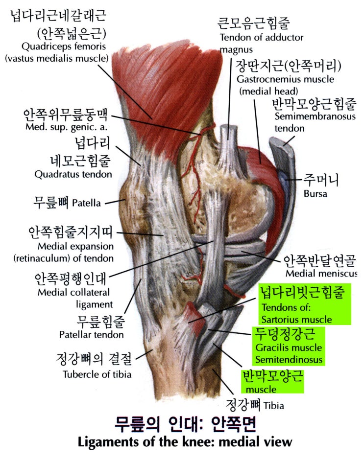 넙다리(대퇴)의 근육 8 - Sartorius 넙다리빗근 봉공근(縫工筋) : 네이버 블로그