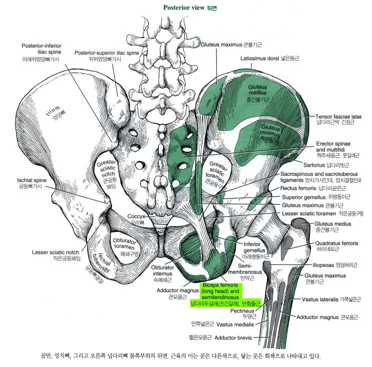 넙다리대퇴의 근육 16 Biceps Femoris 넙다리두갈래근 대퇴이두근大腿二頭筋 네이버 블로그