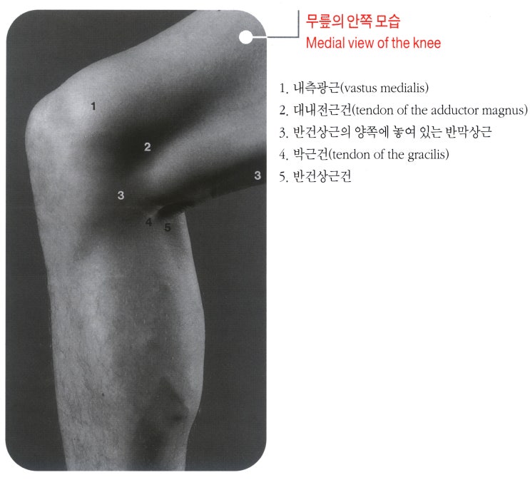 넙다리(대퇴)의 근육 17 - Hamstring muscles 뒤넙다리근 슬괵근 膝膕筋 : 네이버 블로그