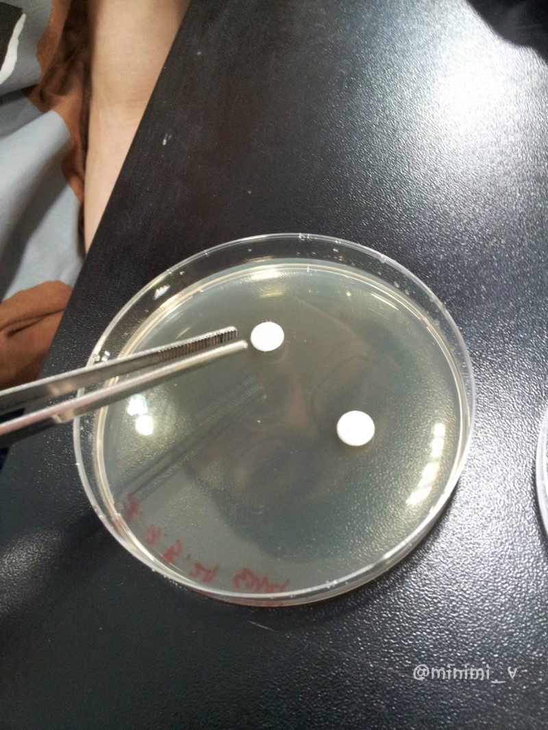 항균력 실험 (Disc diffusion method) : 네이버 블로그