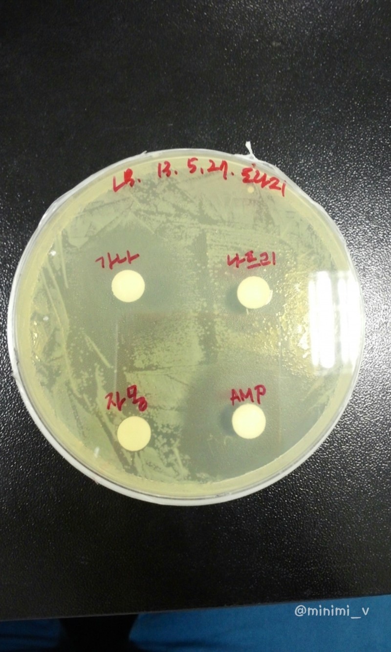 항균력 실험 (Disc diffusion method) : 네이버 블로그