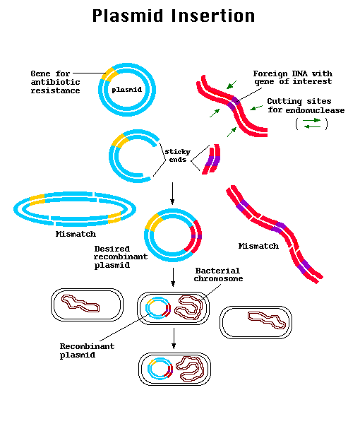 Plasmid [플라스미드] 사용 : 네이버 블로그