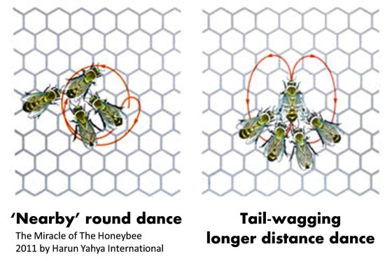 꿀벌의 춤, 꿀벌춤언어 honey bee dance language 1663 : 네이버 블로그