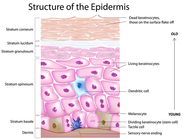 피부의 구조와 기능 2 - 표피(Epidermis) : 네이버 블로그