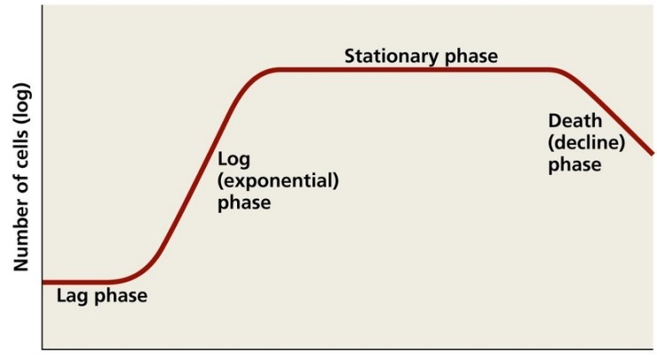 Eagle effect란? (항생제 병합, clindamycin) : 네이버 블로그