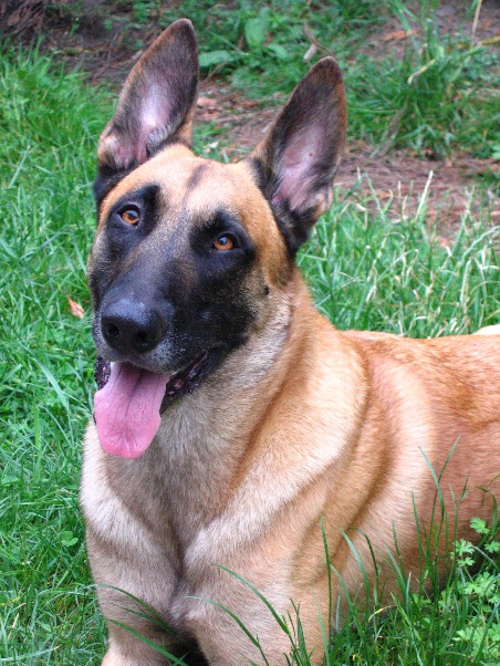 강아지종류 벨기에의 국견 벨지안 마리노이즈 Belgian Shepherd말리노이즈 벨지안 세퍼트독 네이버 블로그