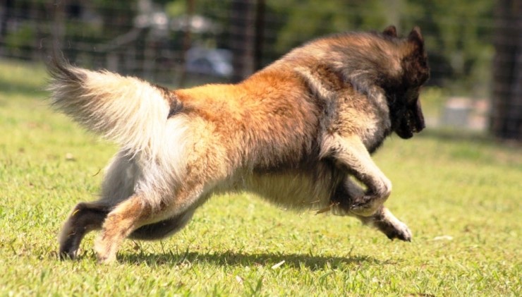 강아지종류 벨기에의 국견 벨지안 마리노이즈 Belgian Shepherd말리노이즈 벨지안 세퍼트독 네이버 블로그