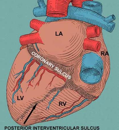 [Anatomy and Physiology] 심혈관계(cardiovascular system)의 구조와 기능(1): 심장 ...