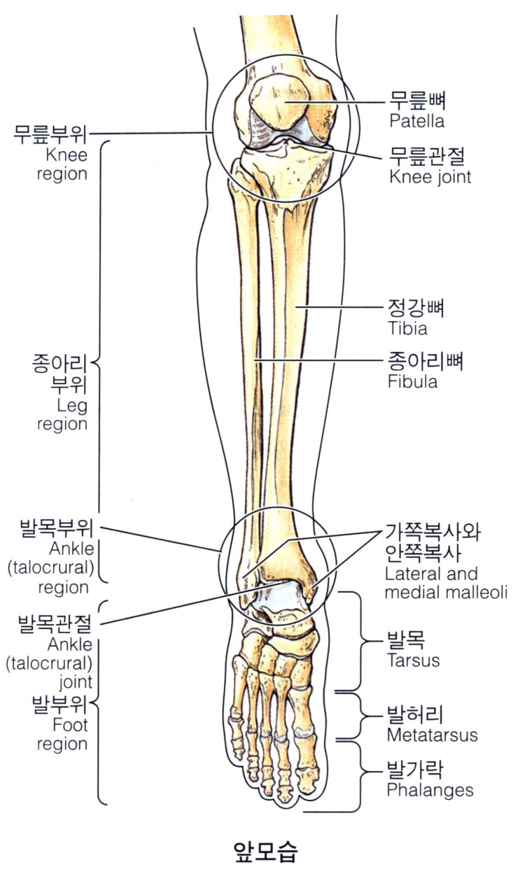 발목관절ankle Joint과 발foot의 움직임에 관하여 네이버 블로그