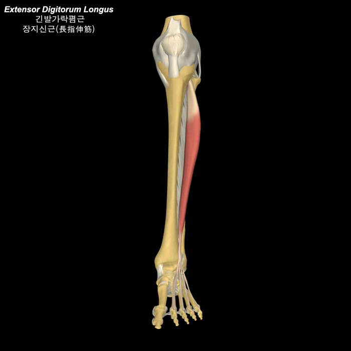 종아리(하퇴)의 근육 03 - Extensor digitorum longus 긴발가락폄근 장지신근(長趾伸筋) : 네이버 블로그