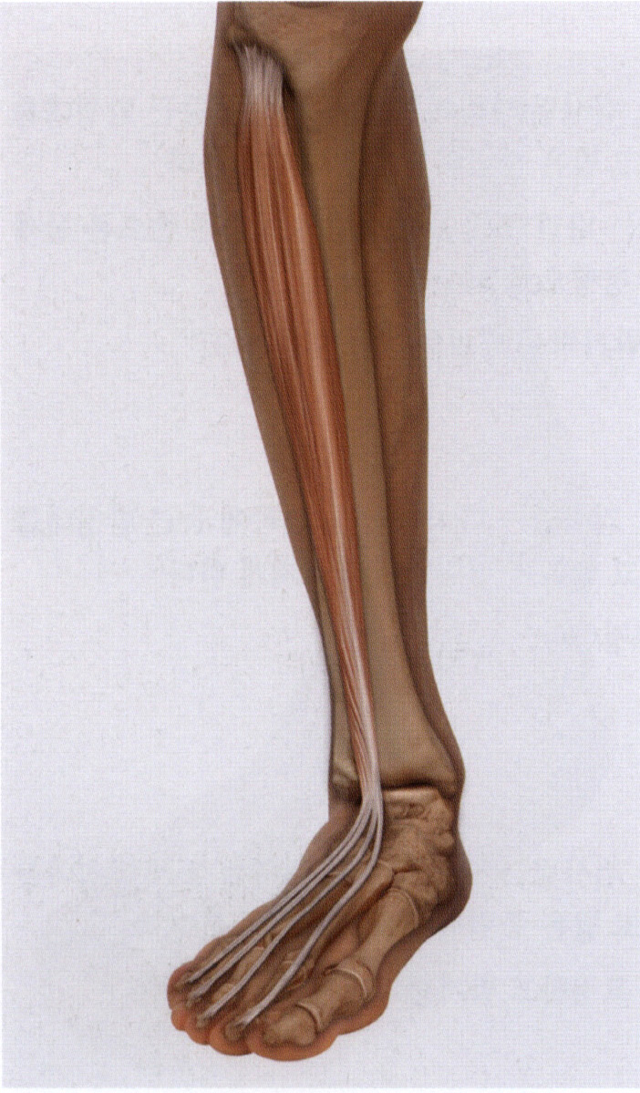 종아리(하퇴)의 근육 03 - Extensor digitorum longus 긴발가락폄근 장지신근(長趾伸筋) : 네이버 블로그