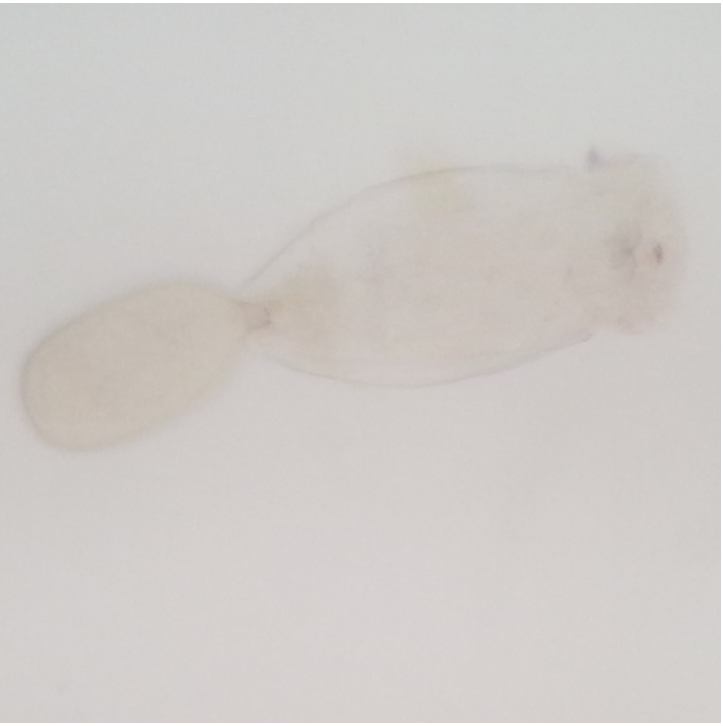 생물학 실험 3 - 원생생물 관찰 : 네이버 블로그