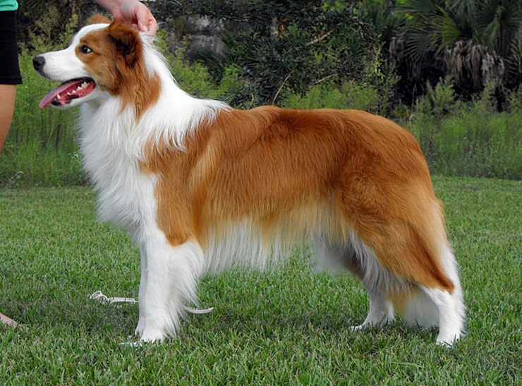 강아지 종류 보더콜리border Collie 네이버 블로그