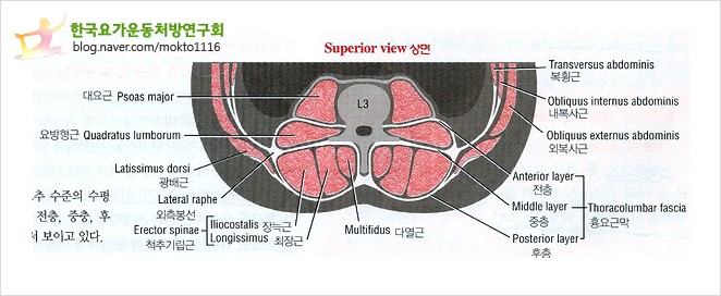 골반과 고관절의 구조와 기능 1 골반의 구조 한국요가운동처방연구회 네이버 블로그
