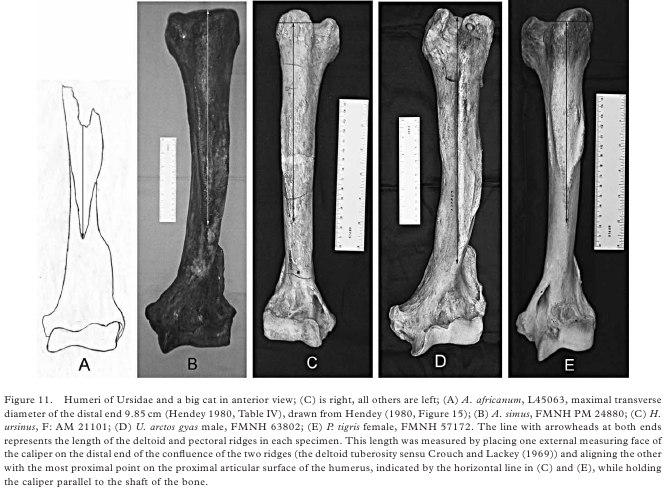 역대 최강의 웅왕熊王; 악토테리움 안구스티덴스; 악토두스 시무스; Arctotherium angustidens; Arctodus ...