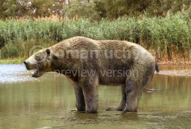 역대 최강의 웅왕熊王; 악토테리움 안구스티덴스; 악토두스 시무스; Arctotherium angustidens; Arctodus ...