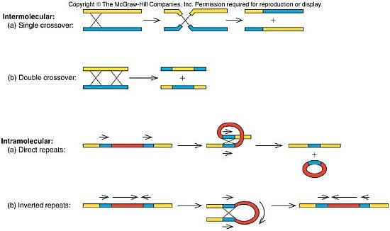 분자생물학(7) - DNA 재조합(DNA Recombination) : 네이버 블로그