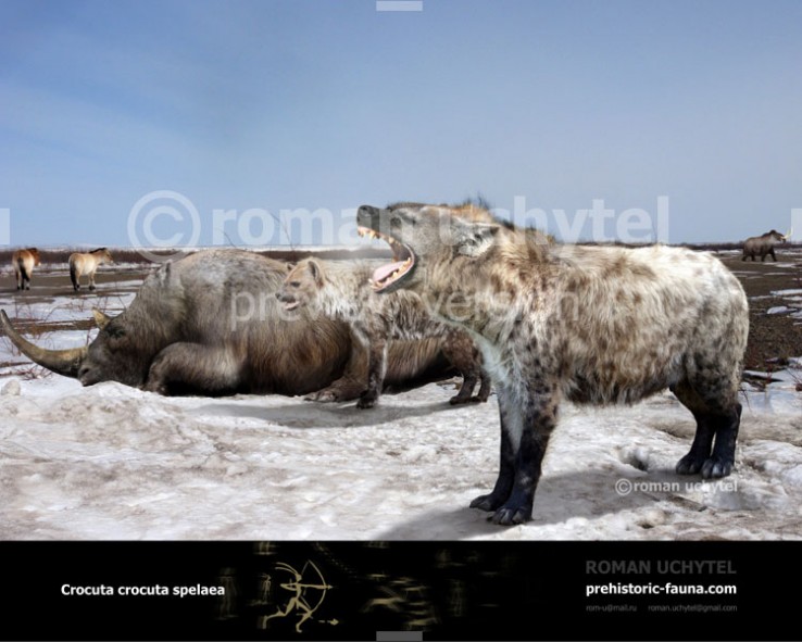 역대 최강의 하이에나 파키크로쿠타와 동굴 하이에나에 대하여; 파키크로쿠타 브레비로스트리스(Pachycrocuta ...