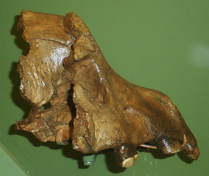 역대 최강의 하이에나 파키크로쿠타와 동굴 하이에나에 대하여; 파키크로쿠타 브레비로스트리스(Pachycrocuta ...