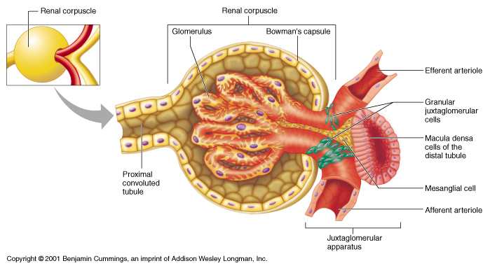[meet 생물] 신장 - 1. 사구체의 여과 : 사구체 여과율(GFR), 치밀반세포(macula densa) : 네이버 블로그