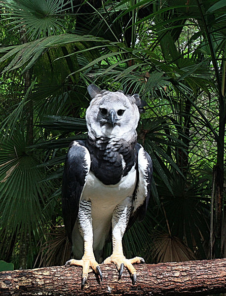하늘의 제왕, 하피 독수리에 대하여 ;Harpia harpyja(하르피아 하르피야), Harpy eagle, 하피 수리 ...