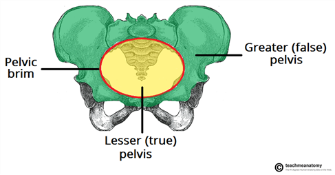 골반(pelvic bone)의 구조: 장골, 좌골, 치골 및 골반의 관절 : 네이버 블로그