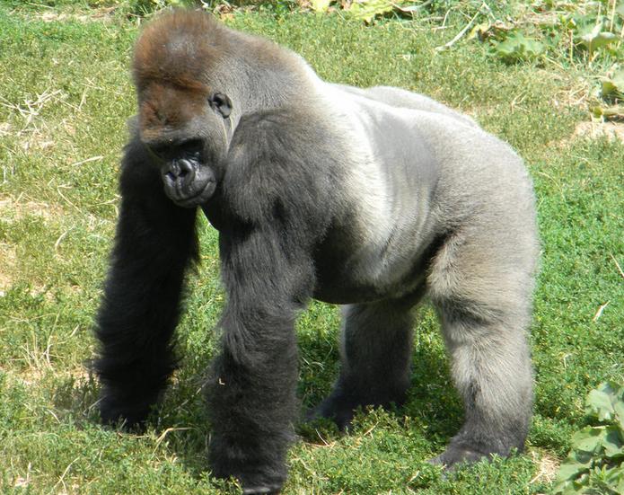 동부로랜드고릴라와 마운틴고릴라 그리고 서부로랜드고릴라에 대하여 ;산악고릴라,서부저지대고릴라,Western lowland ...