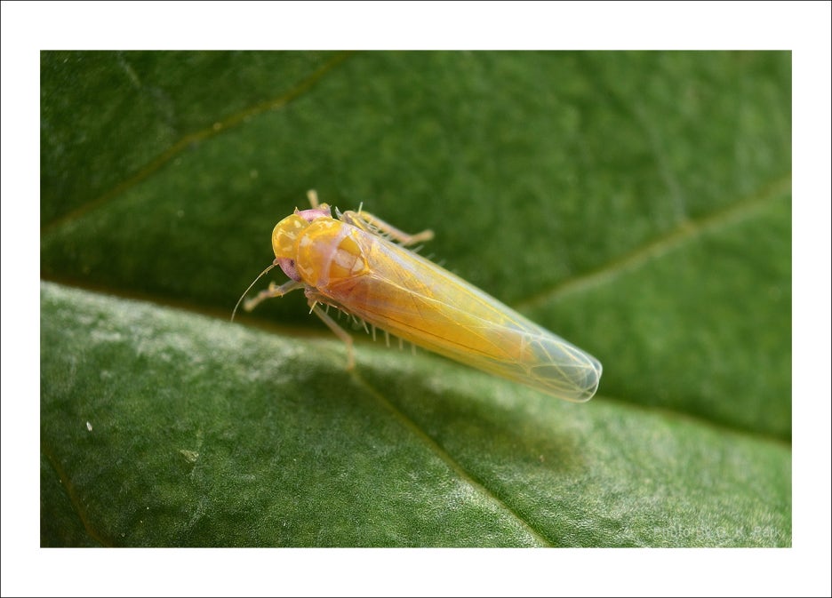 애매미충일종(Alnetoidea alneti ?) : 네이버 블로그