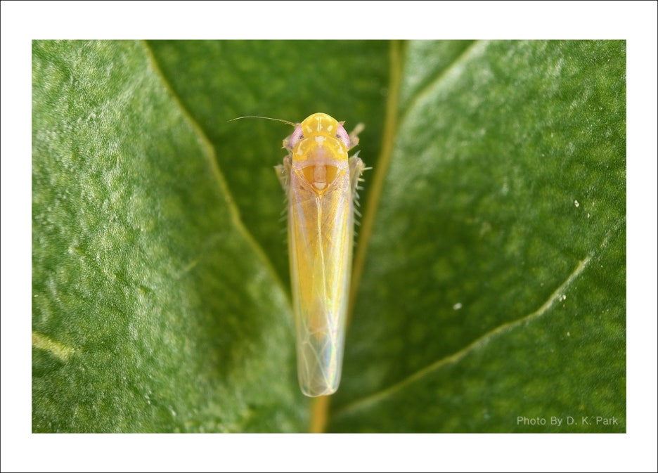 애매미충일종(Alnetoidea alneti ?) : 네이버 블로그