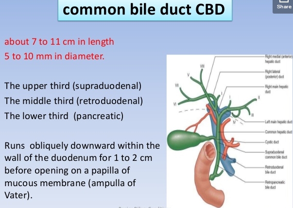 Cholangiocarcinoma(CCC, bile duct cancer, biliary cancer) : 네이버 블로그