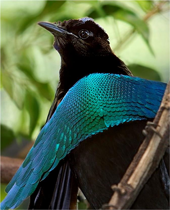 극락조, 최고극락조(Superb Bird of paradise) : 네이버 블로그