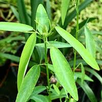 무초 (Semaphore plant) : 네이버 블로그